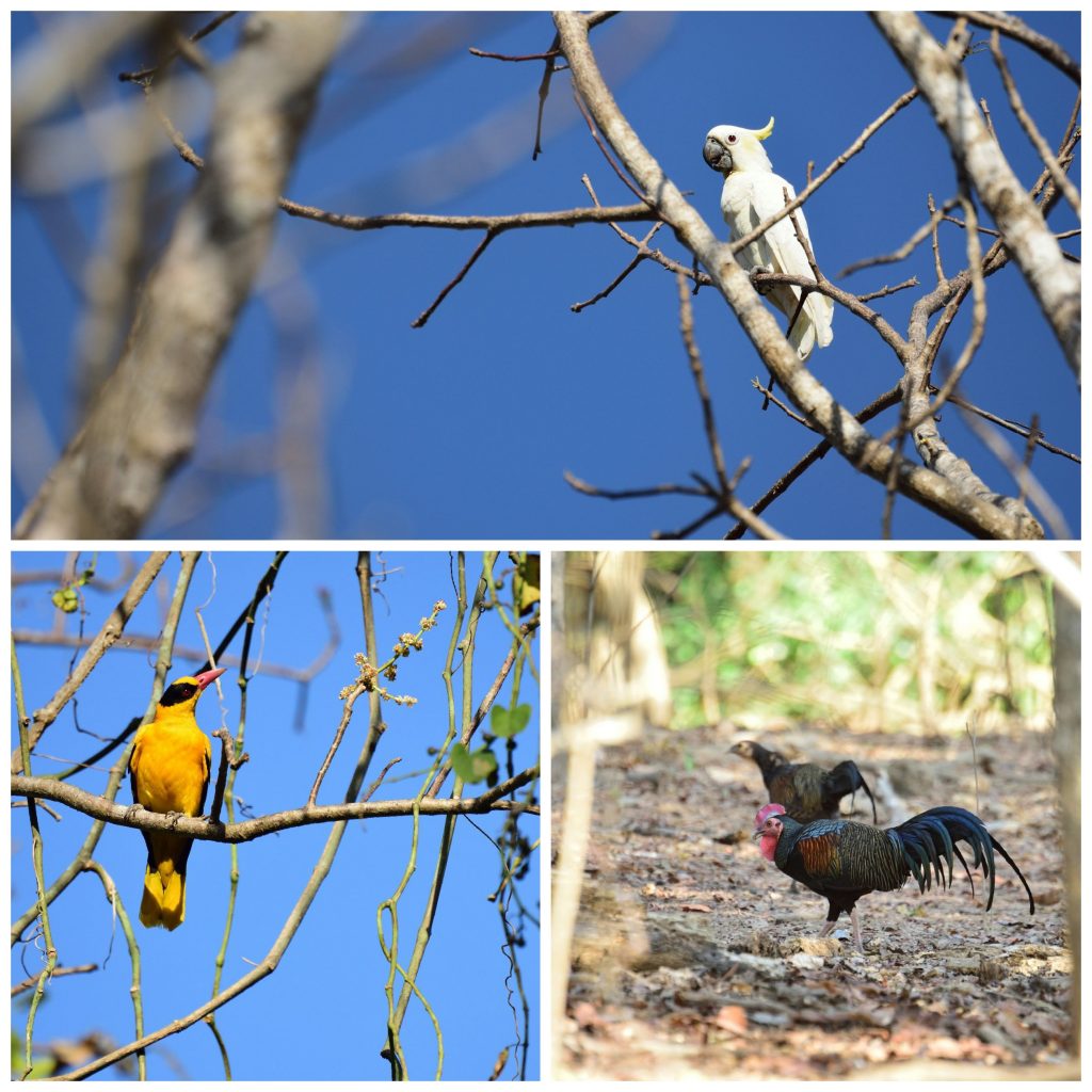Explore the natural wonders of Komodo - Expedition Komodo - Konexer
